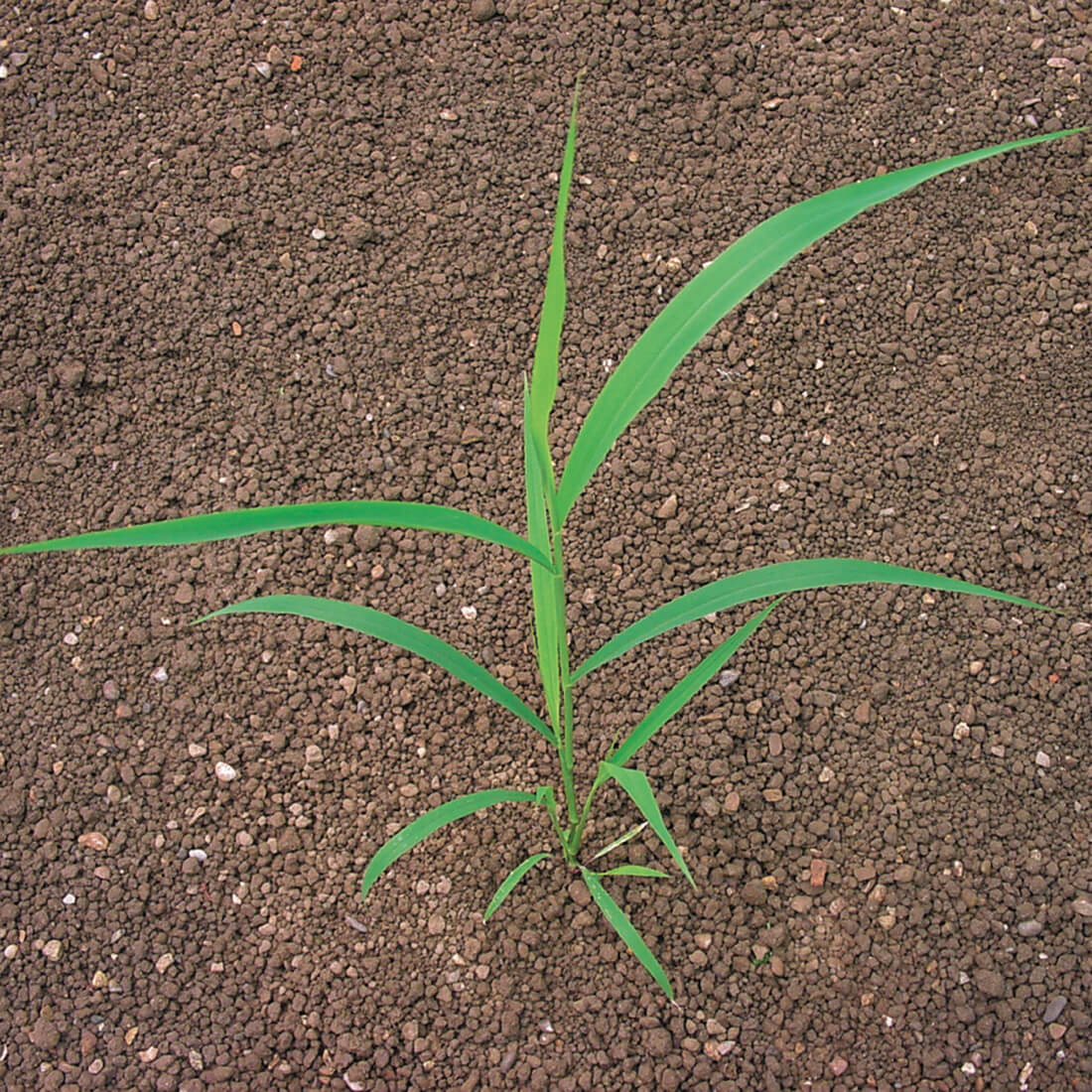 Roheline kukeleib Kukeleib (Setaria spp) | Syngenta Estonia