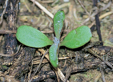 Rukkilill Umbrohud | Syngenta Estonia