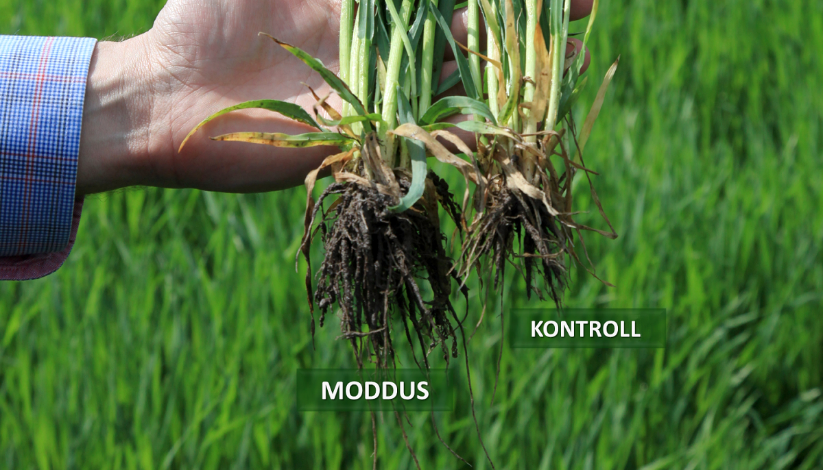 Mis vahe on Moddus Start`il ja Moddus 250 EC-l? | Syngenta Estonia
